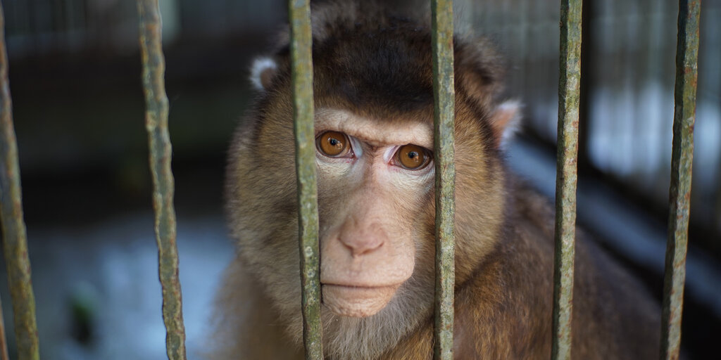 Elon Musk’s Neuralink Called Out by FDA for Animal Lab Lapses - AiCoin